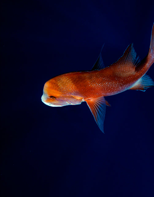 Outta Range Sales Service and Installation - Simrad Lowrance Garmin